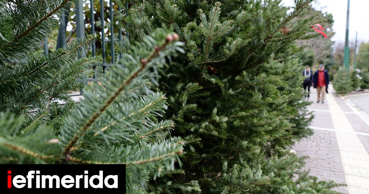 Περιζήτητα τα Χριστουγεννιάτικα έλατα του Ταξιάρχη, πού κυμαίνονται οι ...