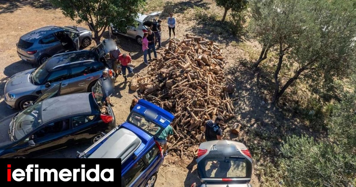 Μεταφορά ξύλων με το αυτοκίνητο - Πότε θεωρείται παράνομη; - iefimerida.gr