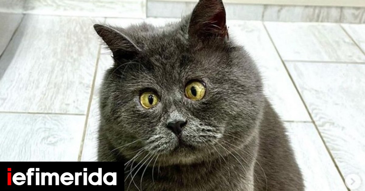 Fedya: Ο αξιολάτρευτος γάτος που μοιάζει με καρτούν και έχει κλέψει ...