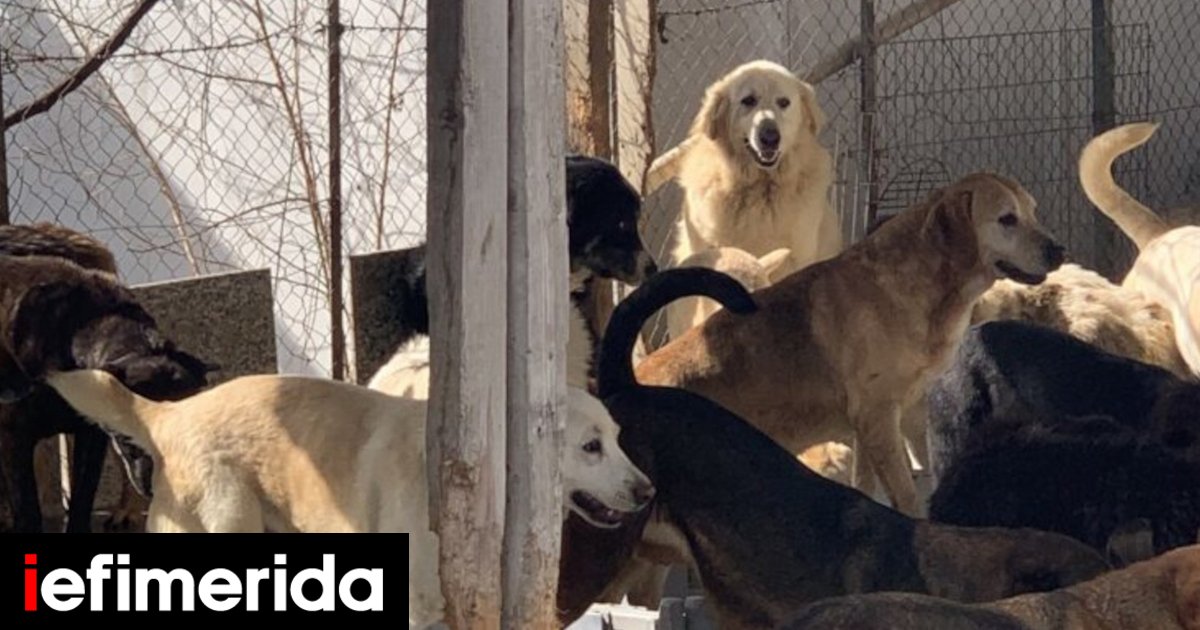 Θεσσαλονίκη: Είχε 94 σκυλιά στο σπίτι της σε άθλιες συνθήκες -Γεμάτος ...