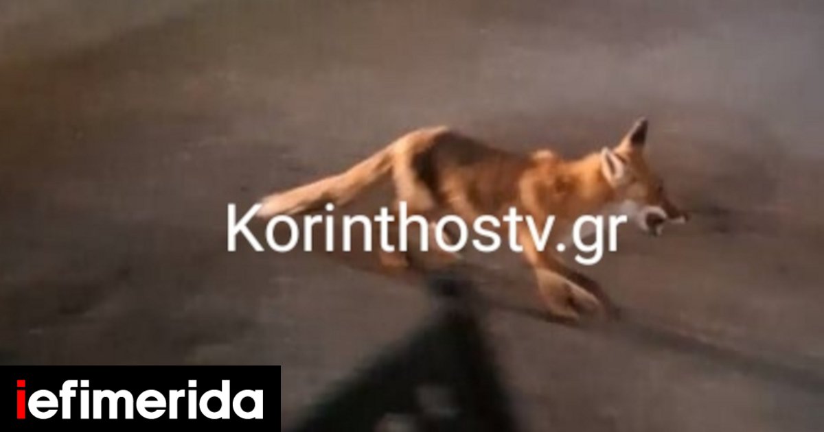 Αλεπού κάνει βόλτες στο Λουτράκι -Δείτε βίντεο - iefimerida.gr