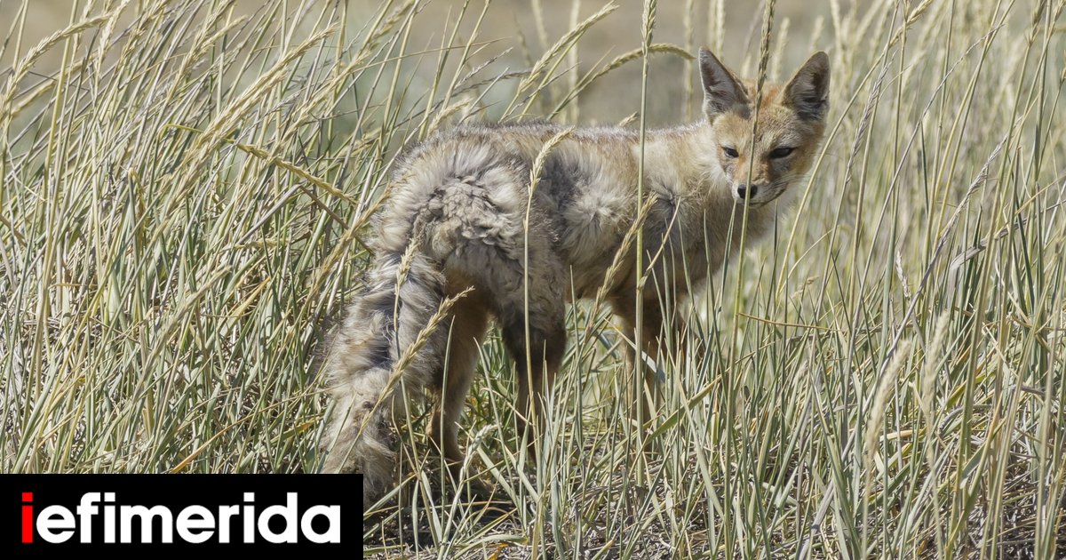 Η αλεπού ήταν κάποτε ο καλύτερος φίλος του ανθρώπου στην Αργεντινή ...