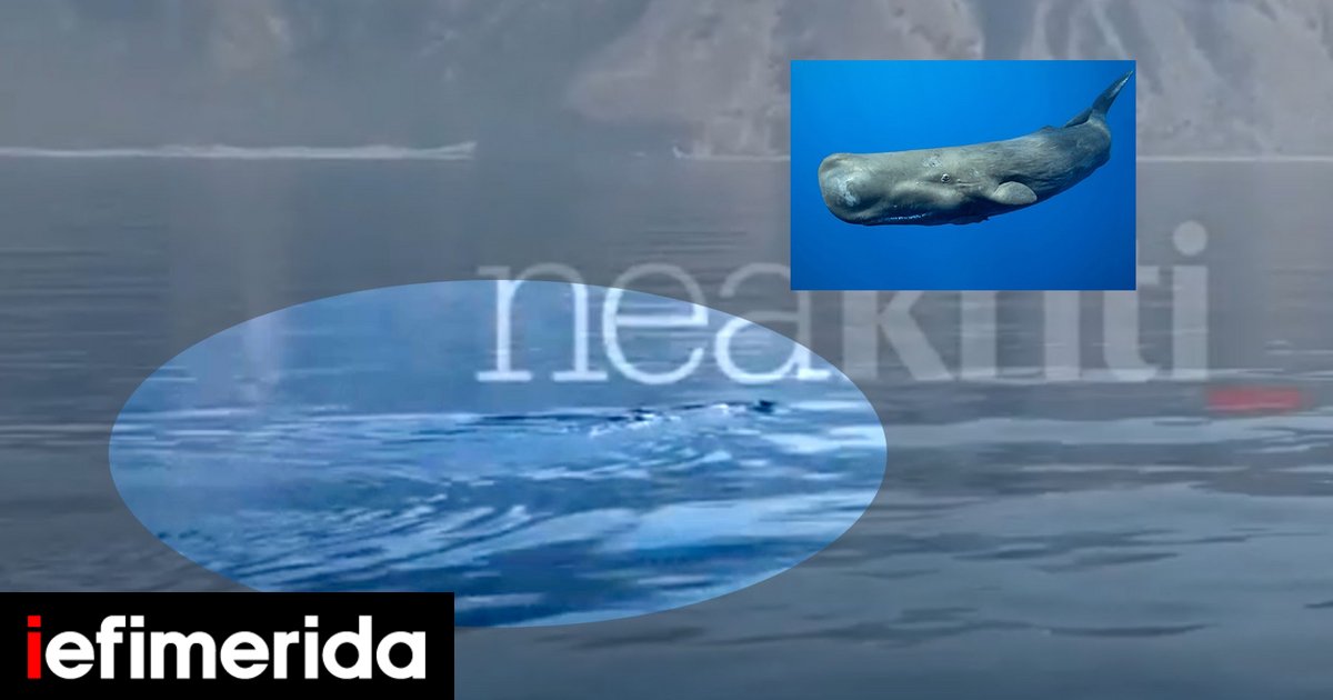 Φάλαινα φυσητήρας εντοπίστηκε στα νότια της Κρήτης -Εντυπωσιακά βίντεο ...