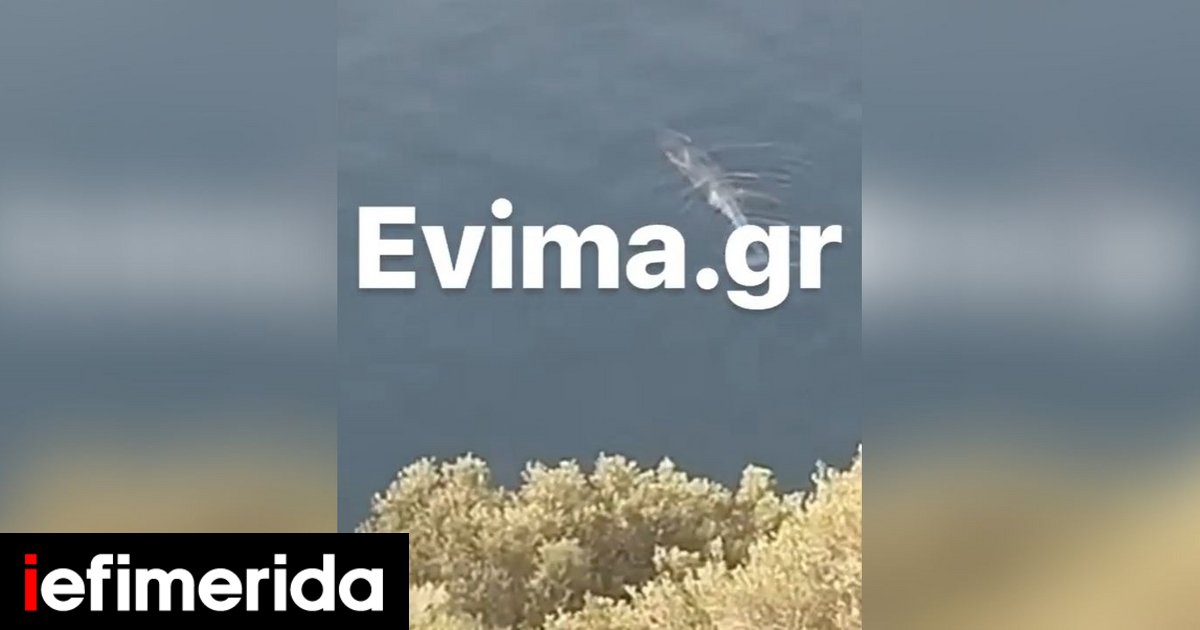 Εύβοια: Φάλαινα φυσητήρας εμφανίστηκε λίγα μέτρα από την ακτή στο χωριό ...