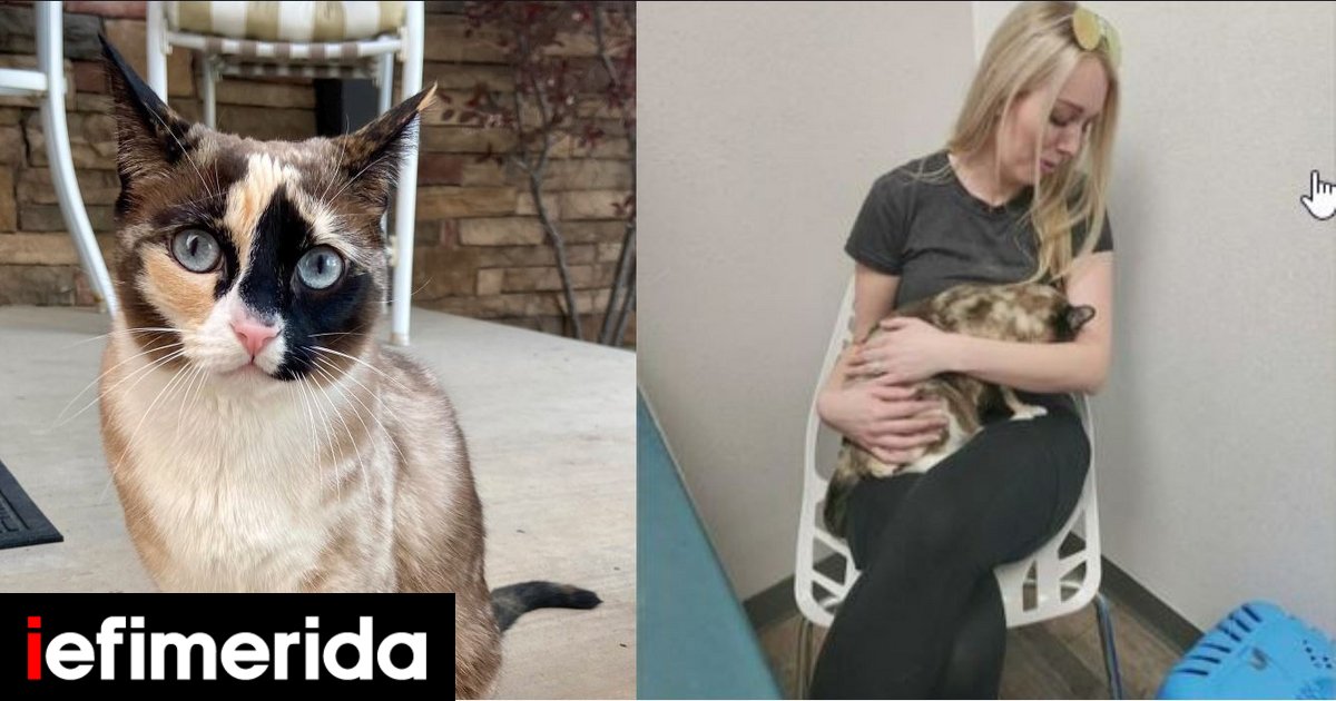 Ζευγάρι έστειλε κατά λάθος τη γάτα του μέσα σε πακέτο στην Amazon 1.000 χλμ. μακριά [εικόνες ...