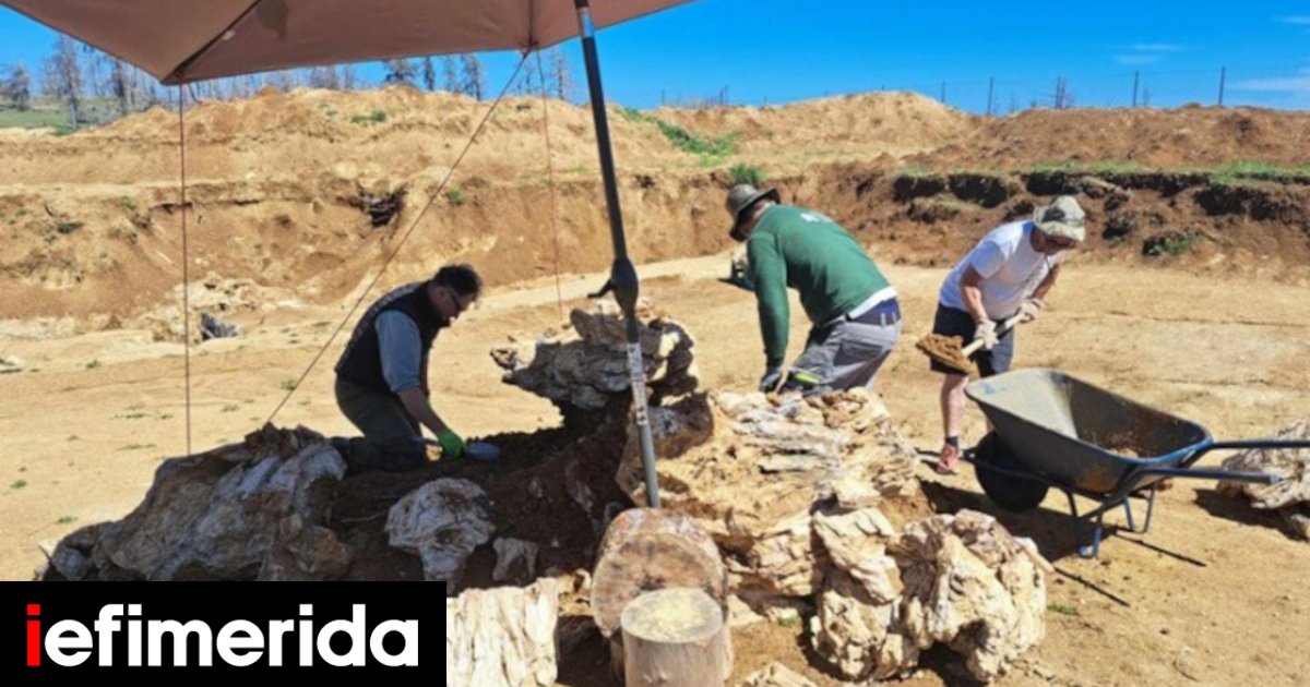 Ενα απολιθωμένο δάσος στη Βόρεια Εύβοια: Πάνω από 160 απολιθωμένοι κορμοί σε έκταση 17 ...