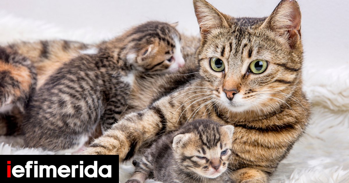 Man Fined €270,000 for Abandoning Nine Kittens in Thessaloniki — € ...