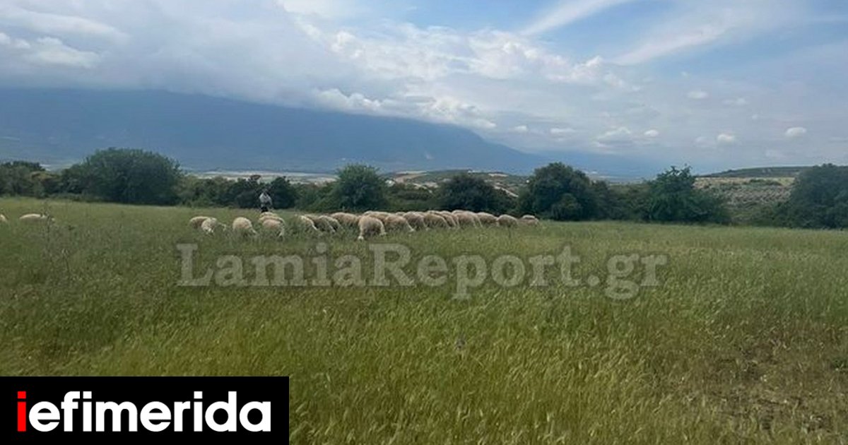 Λαμία: Λύκος επιτέθηκε σε πρόβατα που έβοσκαν κοντά σε σπίτια ...