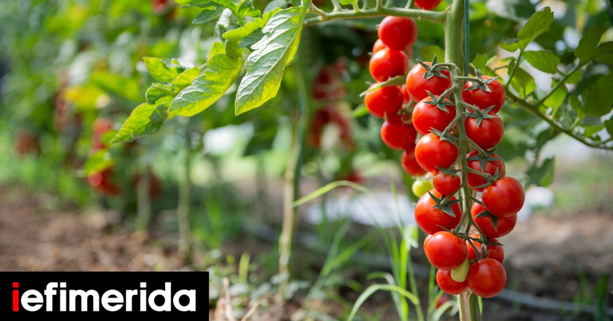 Πώς θα επιταχύνετε την ανάπτυξη των σπόρων ντομάτας σε φυτά -Το μείγμα ...