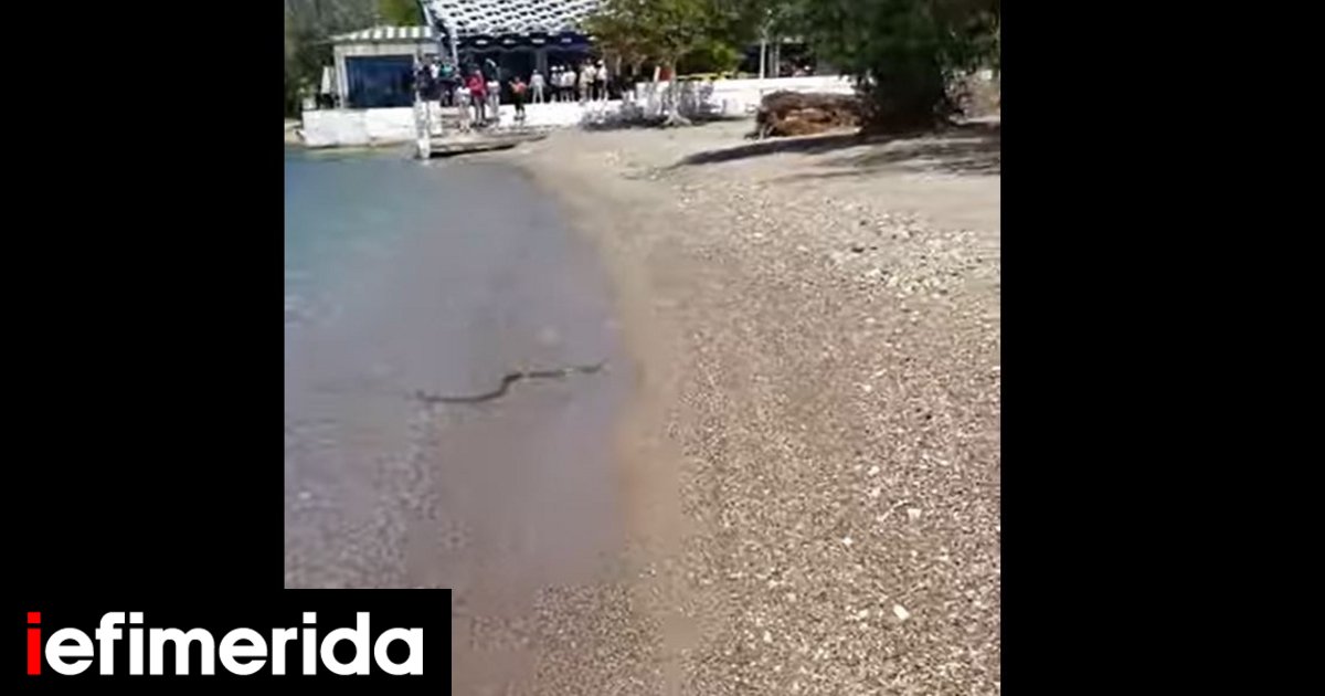 Αχαΐα: Φίδι κολυμπούσε στον Καστελόκαμπο, πανικόβλητοι οι λουόμενοι ...