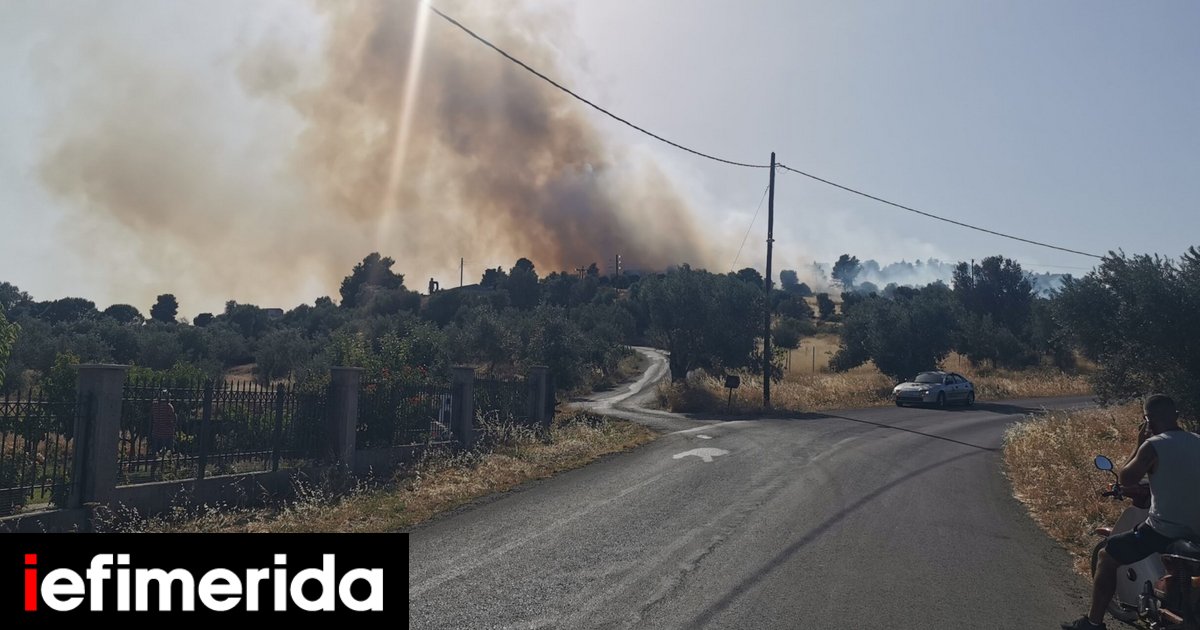 Περιορίστηκε η φωτιά στο Κοντοδεσπότι Ευβοίας: Κάηκαν πεύκα, ελιές και ...