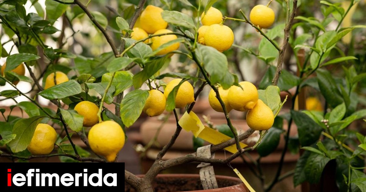 Πώς να φροντίσετε τη λεμονιά σας για να δίνει λεμόνια σχεδόν όλο τον ...
