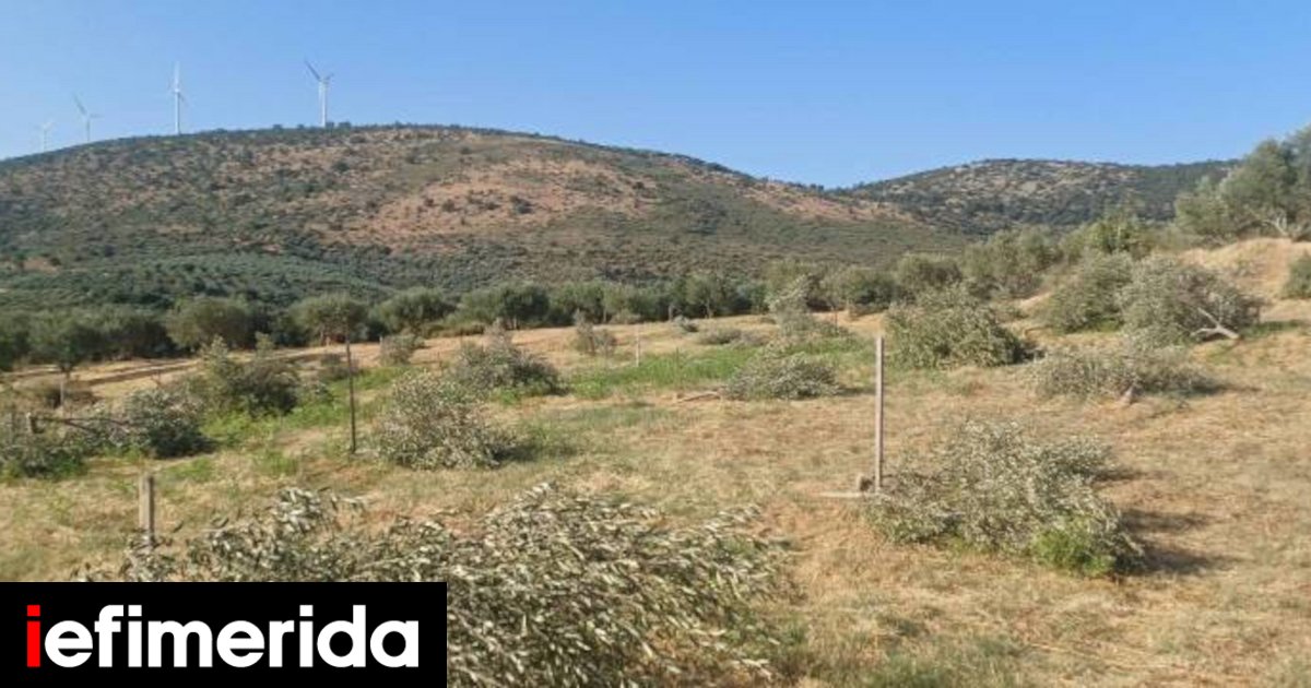 Μεσσηνία: Άγνωστοι έκοψαν 70 ελιές σε χωράφι -«Δεν ενοχλούμε κανέναν», λέει ο ελαιοπαραγωγός ...