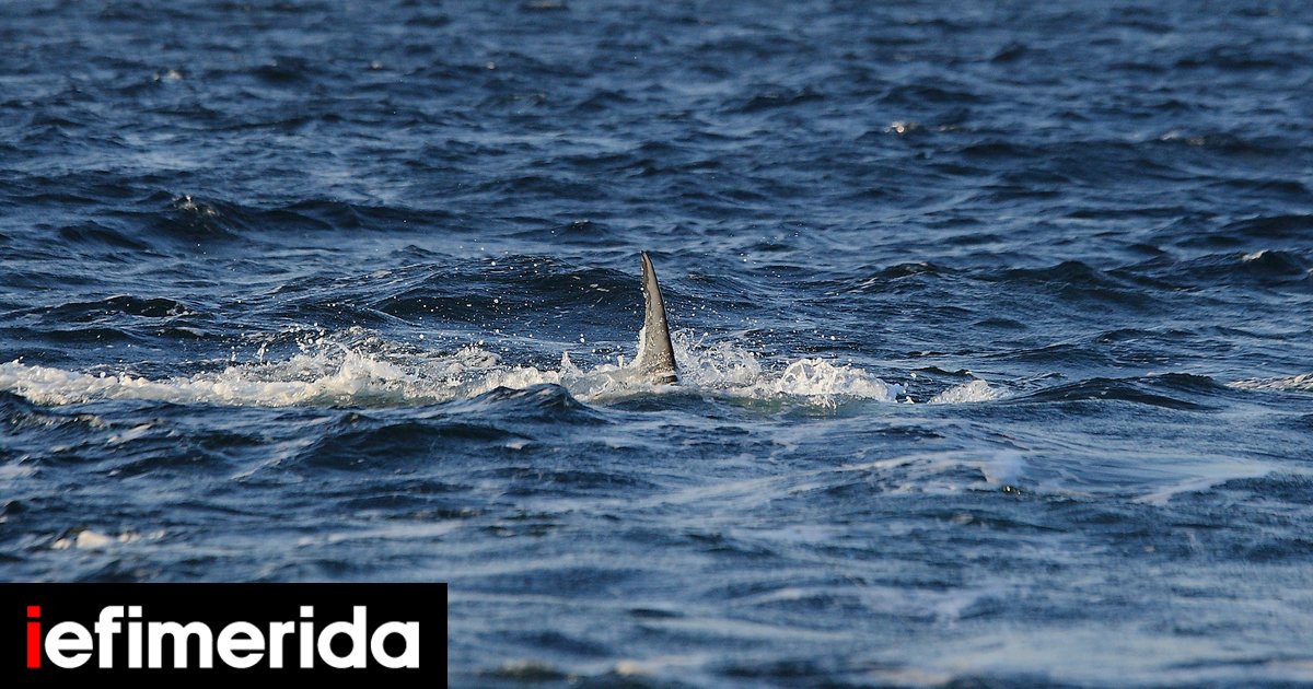 Eight Shark Species in Greek Waters This Year — No Fatal Attack Since ...