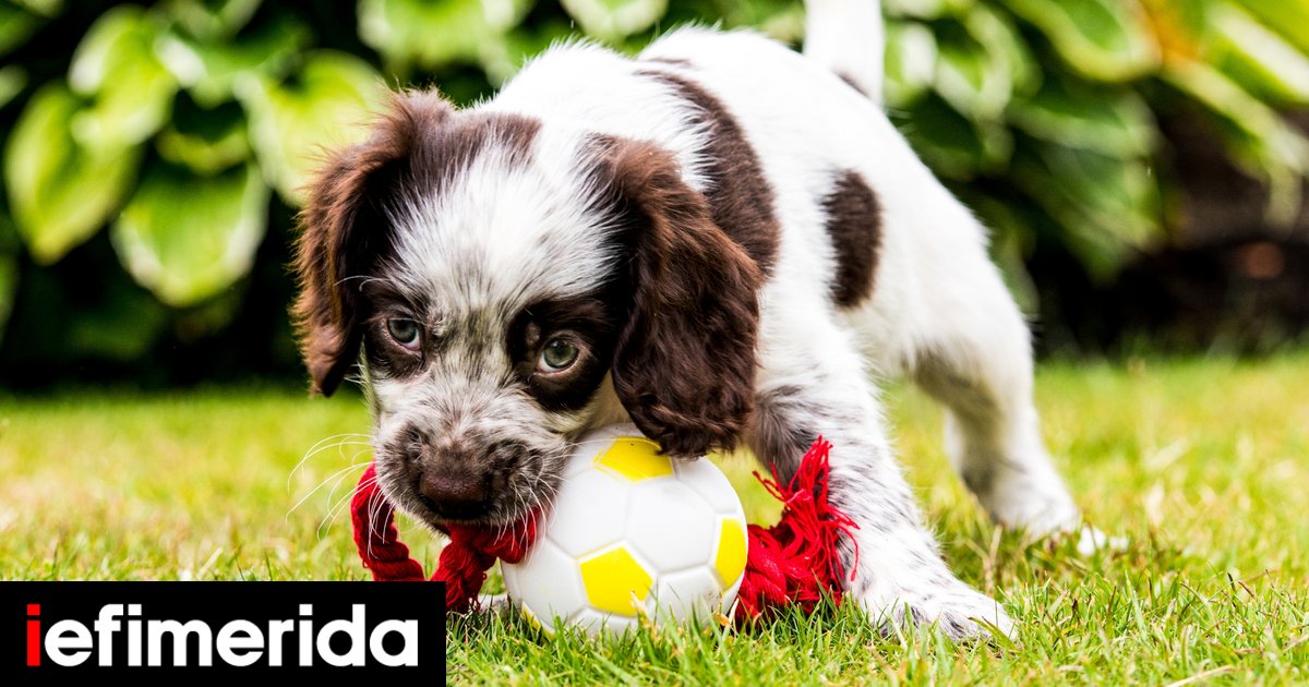 Επτά νέες υπηρεσίες στο pet.gov.gr για ζώα συντροφιάς -Τι ισχύει για ...
