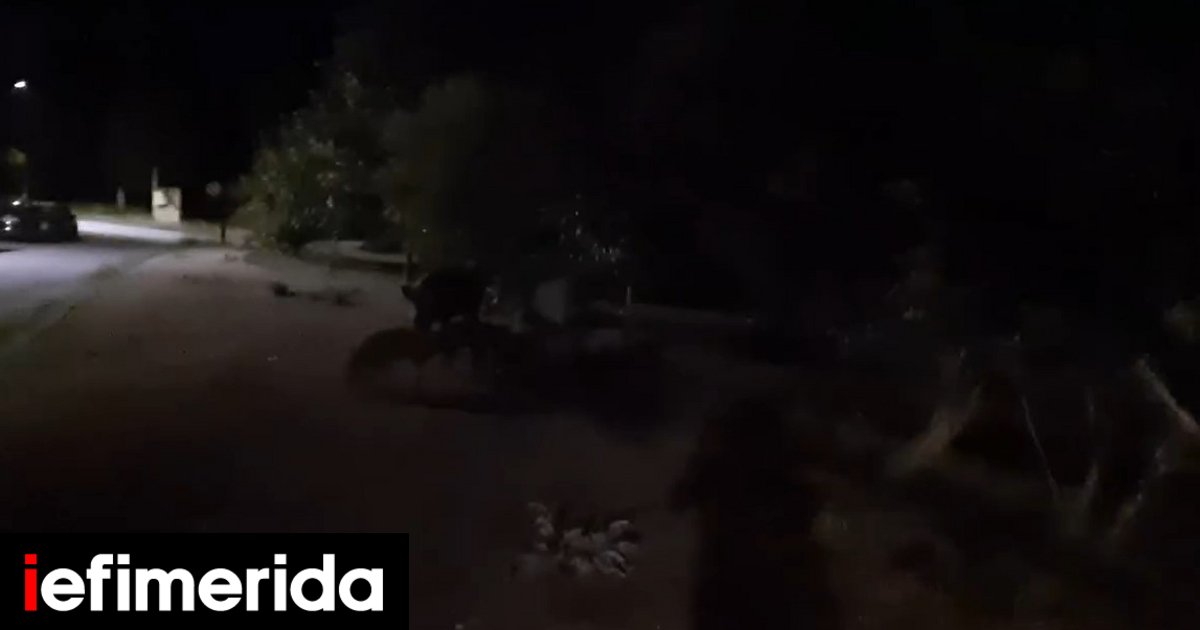 Θεσσαλονίκη: Αγριογούρουνα έκαναν... βόλτα στο Ωραιόκαστρο -Ανάστατοι ...