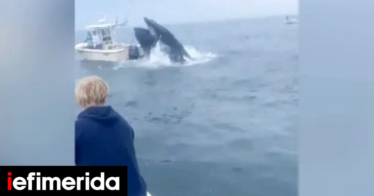 Aπίστευτο: Φάλαινα προσγειώθηκε σε ψαροκάικο! Οι ανυποψίαστοι επιβάτες ...