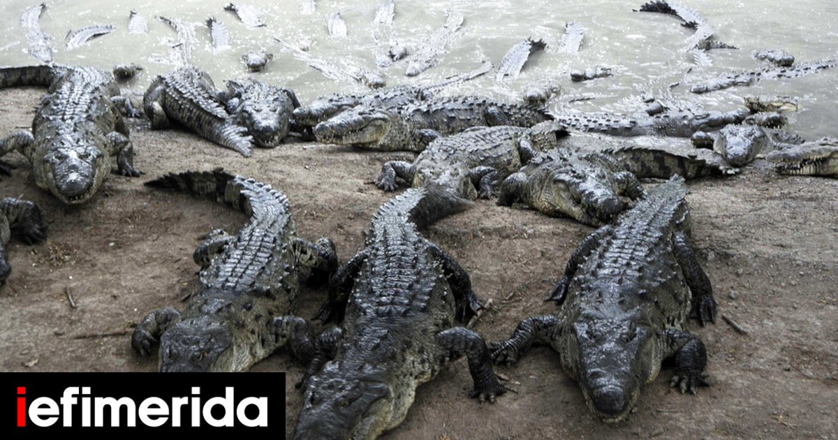 Ινδία: Σχέδιο-σοκ για «φράχτη» με κροκόδειλους και δηλητηριώδη φίδια ...