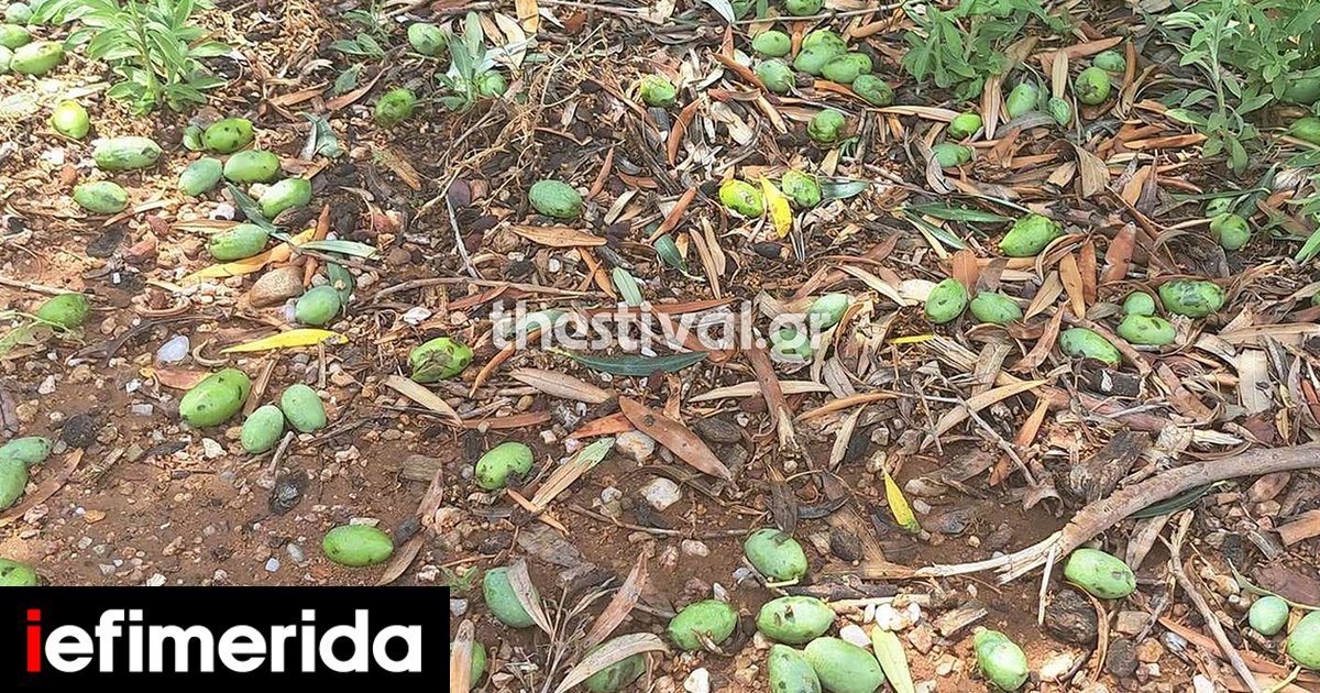 Χαλκιδική: Σε απόγνωση οι ελαιοπαραγωγοί για τις ζημιές από το χαλάζι ...