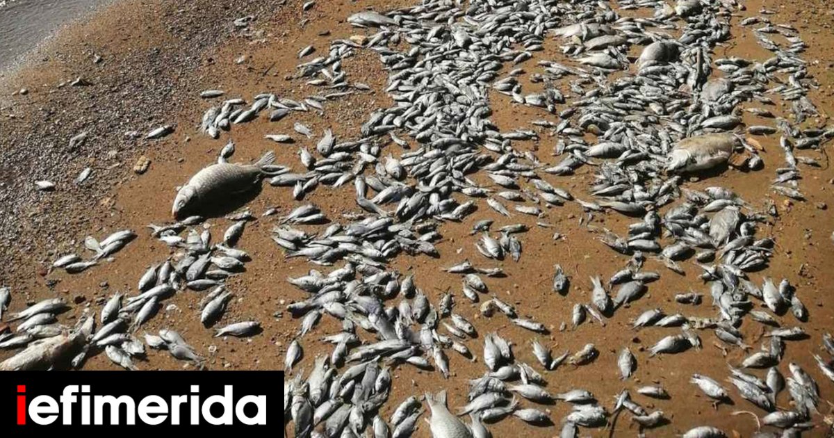 Βόλος: Παρέμβαση εισαγγελέα για τα νεκρά ψάρια στον Παγασητικό ...