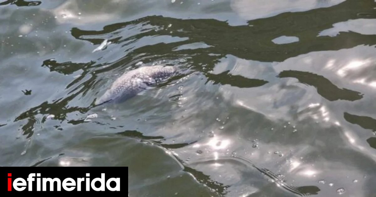 Thousands of Fish Found Dead in Volos Amid Flood Concerns - iefimerida.gr