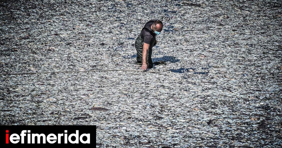 Thousands of Dead Fish Plague Volos, Greece, Triggering State of ...