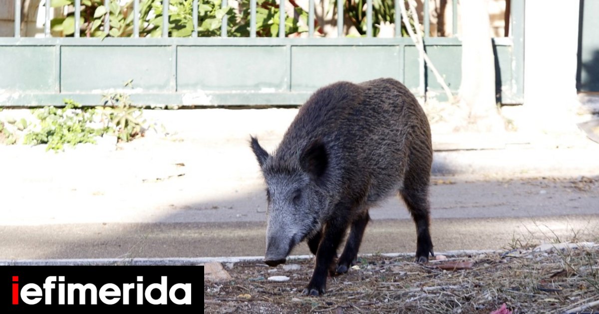 Μενίδι: Αγριογούρουνα κόβουν βόλτες ανενόχλητα μέχρι και σε αυλές ...