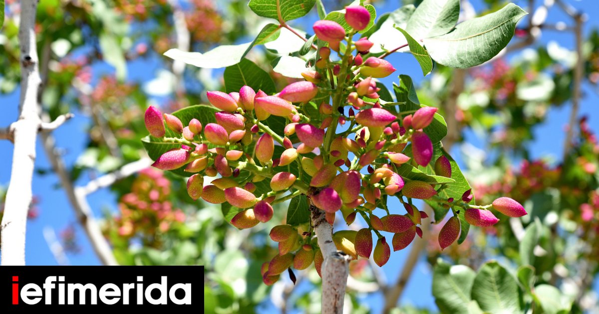 Taste Atlas: Το φυστίκι Αιγίνης ψηφίστηκε το καλύτερο στον κόσμο -Άλλες ...
