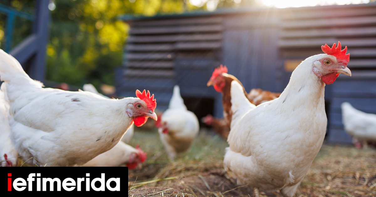 Γρίπη των πτηνών: Θέμα χρόνου να έχουμε κρούσμα Η5Ν1 και στην Ελλάδα -Τι λέει στέλεχος του ΕΟΔΥ ...