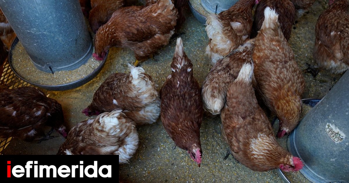 Αυξημένος κίνδυνος επανεμφάνισης γρίπης των πτηνών στη χώρα μας -Οι ...