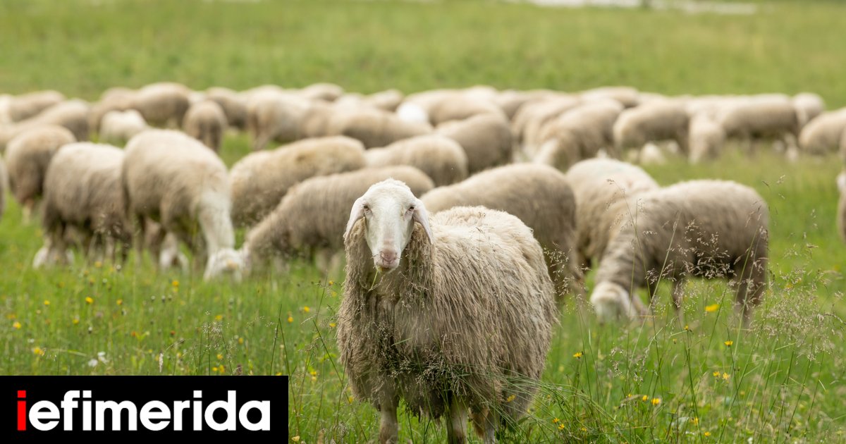 Ευλογιά προβάτων: Πώς μεταδίδεται και ποιος είναι ο αντίκτυπός της στον ...
