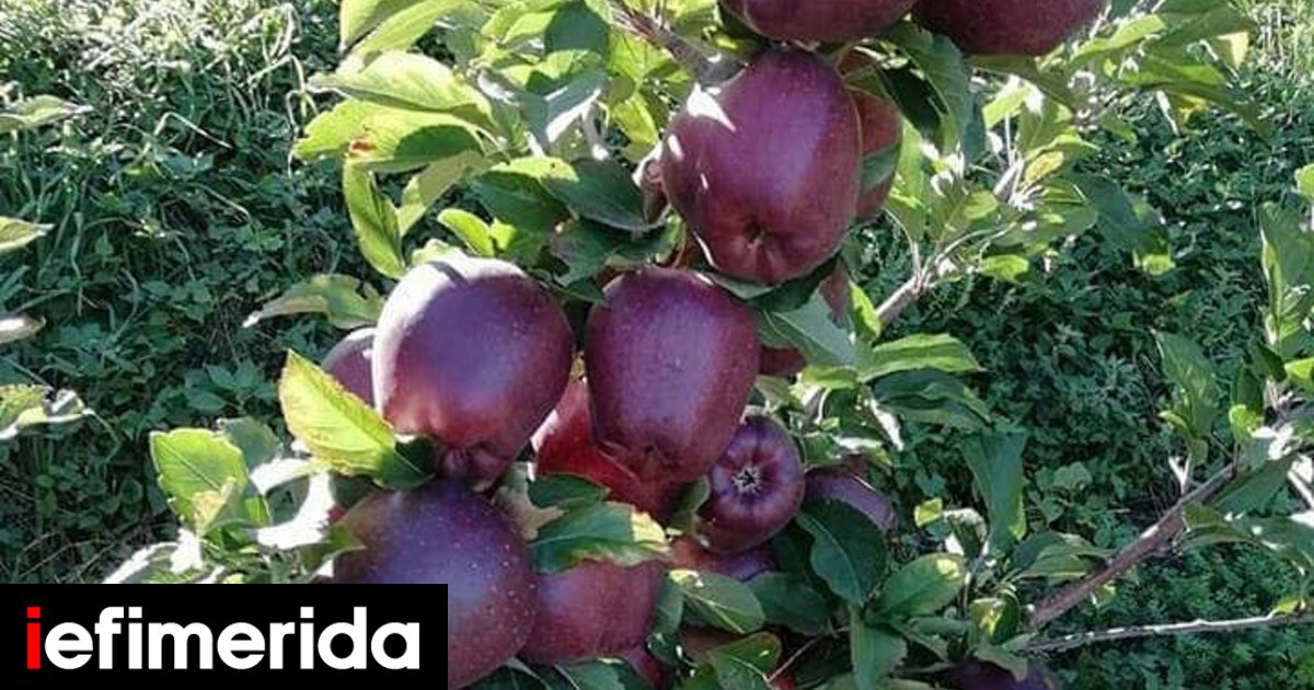 Taste Atlas: 4 ελληνικές ποικιλίες μήλων στις κορυφαίες του κόσμου ...