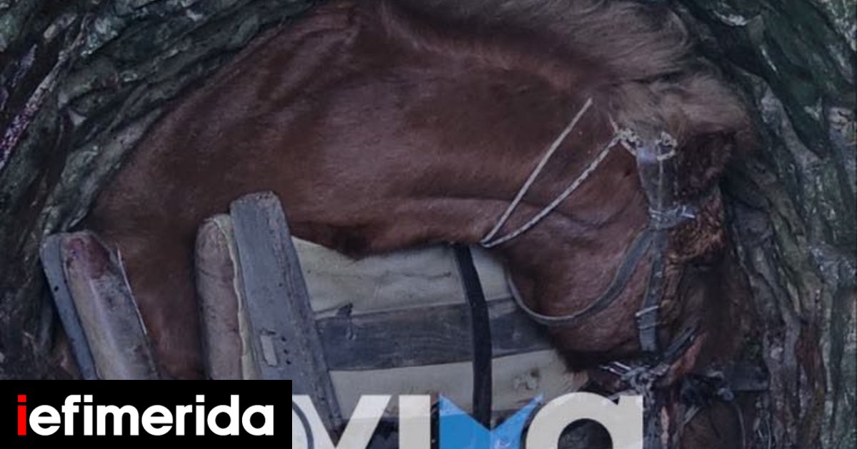 Εύβοια: Απεγκλώβισαν άλογο από πηγάδι -Είχε πέσει σε βάθος 6 μέτρων ...