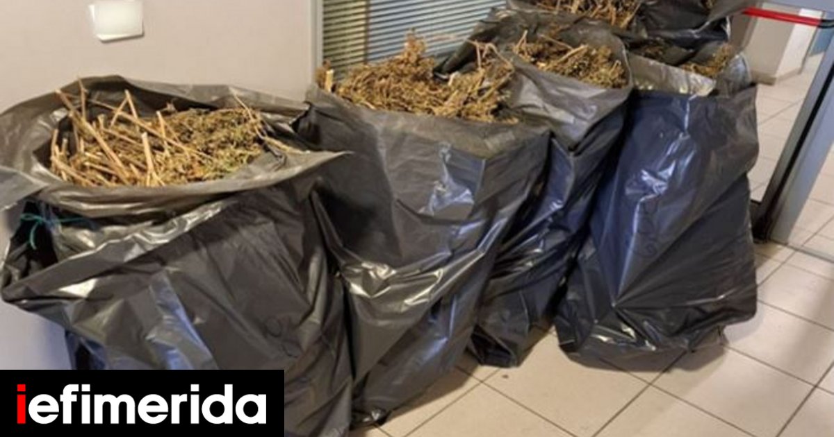 Τύρναβος: Έκρυβε 37 κιλά κάνναβης σε αποθήκη -Συνελήφθη ένας άνδρας ...