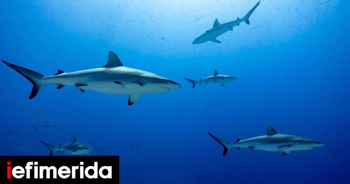 Είδος καρχαρία καταγράφηκε να κάνει ήχους κάτω από το νερό για πρώτη ...