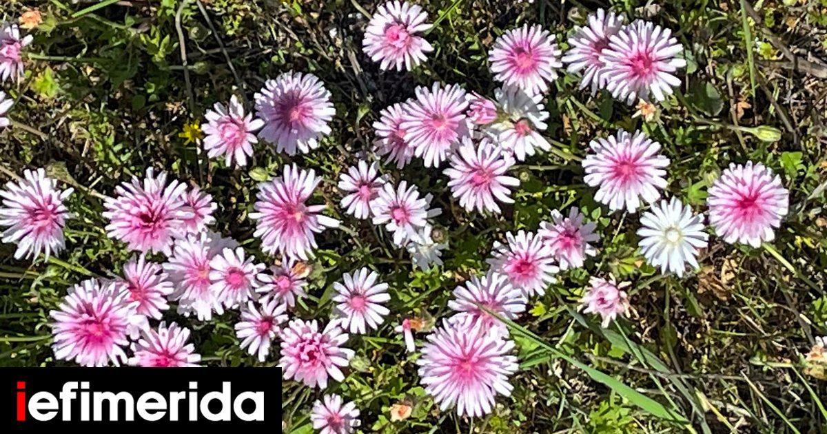 Μαγεία στη Μυτιλήνη: Αγριες ορχιδέες στη σκιά απολιθωμένων κορμών ...