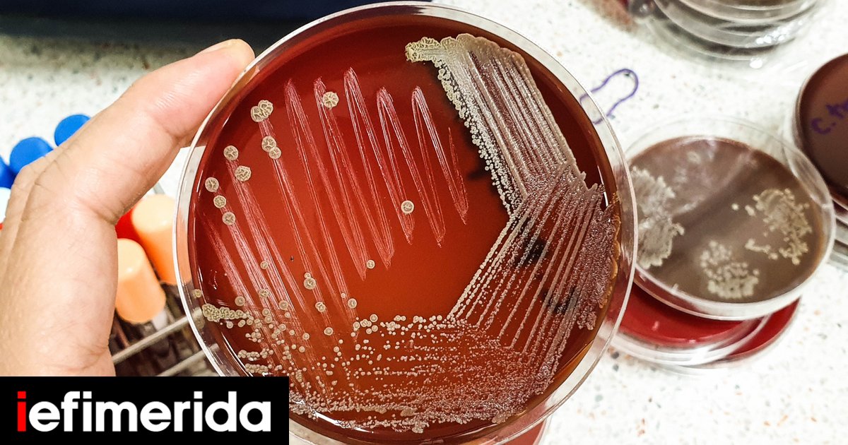 Προειδοποίηση για την Candida parapsilosis, τον εξαιρετικά ανθεκτικό ...