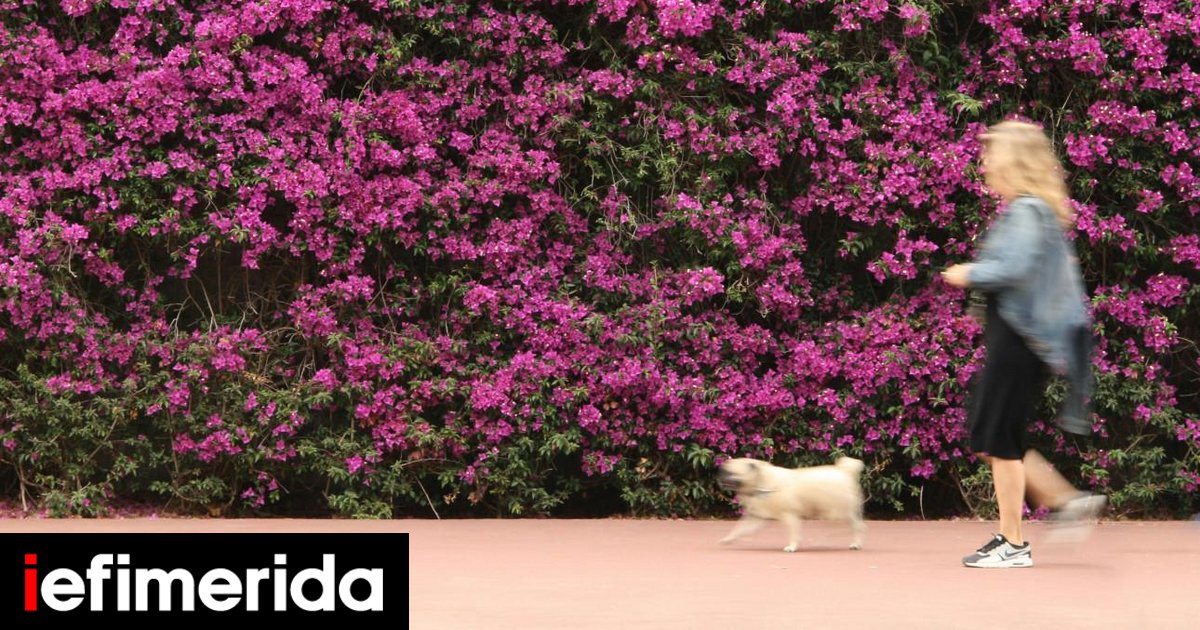 Πώς θα κάνετε τη βουκαμβίλια σας να φουντώσει -Τα 3 απλά μυστικά για σίγουρο αποτέλεσμα ...