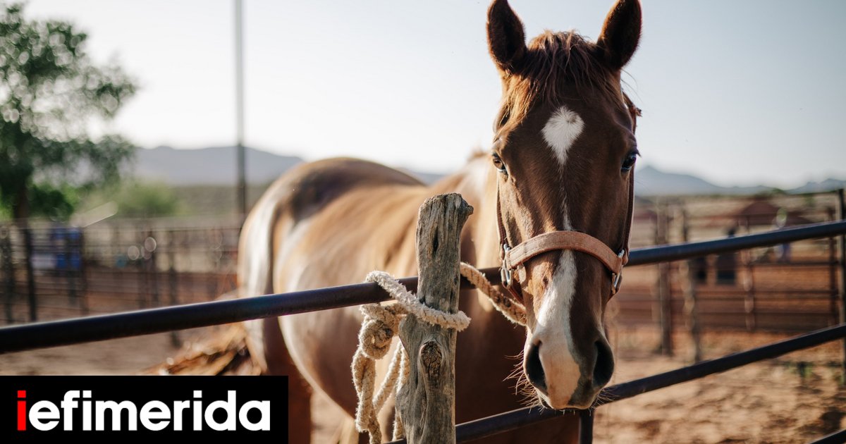 Θεσσαλονίκη: Στο νοσοκομείο 9χρονος που τραυματίστηκε από άλογο στο ...