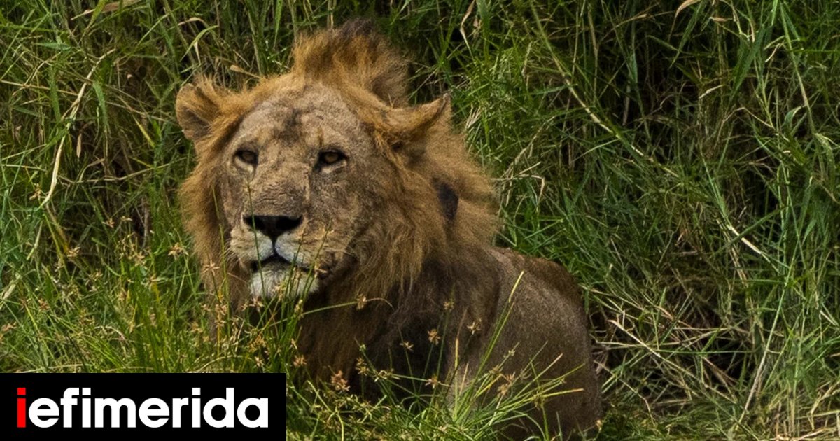 Σοκ στο Ιράκ: 50χρονος αγόρασε λιοντάρι για κατοικίδιο και τον ...