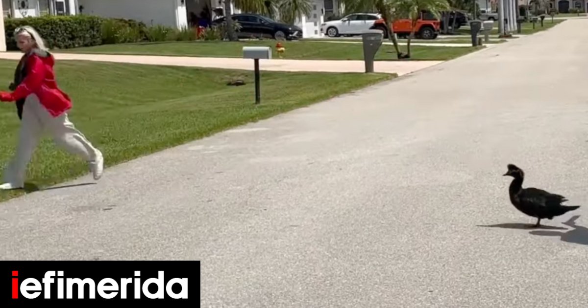 Πάπια έσπειρε τον τρόμο σε γειτονιά στη Φλόριντα -Δάγκωσε και κυνήγησε κόσμο, στο νοσοκομείο ...
