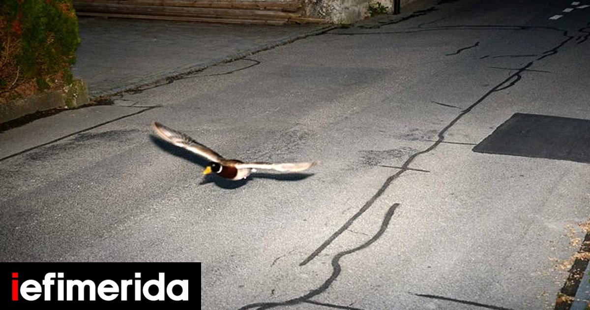 Η Τροχαία «έγραψε» πάπια για υπερβολική ταχύτητα -Το περιστατικό που έγινε viral - iefimerida.gr