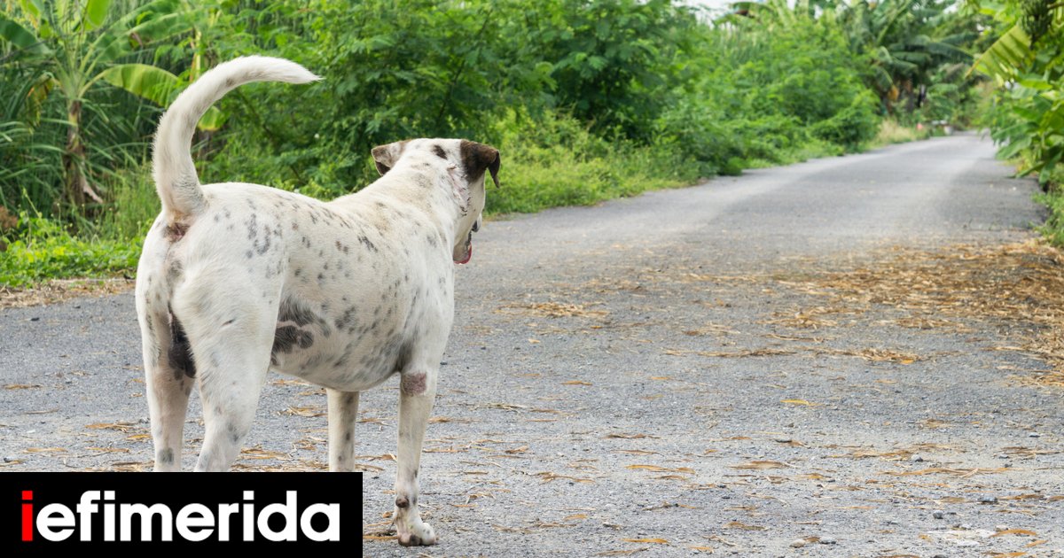 Πέλλα: Επίθεση από αδέσποτο σκυλί δέχθηκε 10χρονη -Κατέθεσαν μήνυση οι γονείς της - iefimerida.gr