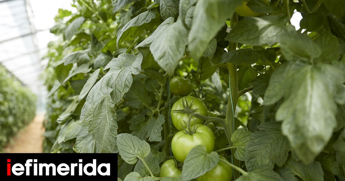 Ξεκινά το πρόγραμμα για τις θερμοκηπιακές καλλιέργειες -Τσιάρας: Το ...
