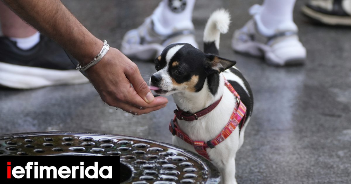 Τι λέει η ψυχολογία για τους ανθρώπους που χαϊδεύουν πάντα τα σκυλιά ...