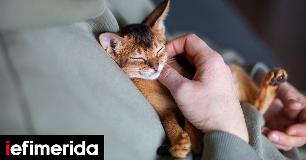 Γάτα μόνη της στο σπίτι κατά τη διάρκεια διακοπών -Για πόσο καιρό και πώς να εξασφαλίσετε την ...