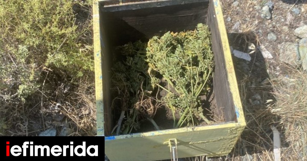 Ηράκλειο: Πατέρας και γιος έκρυβαν χασίς μέσα σε μελίσσια [εικόνες ...