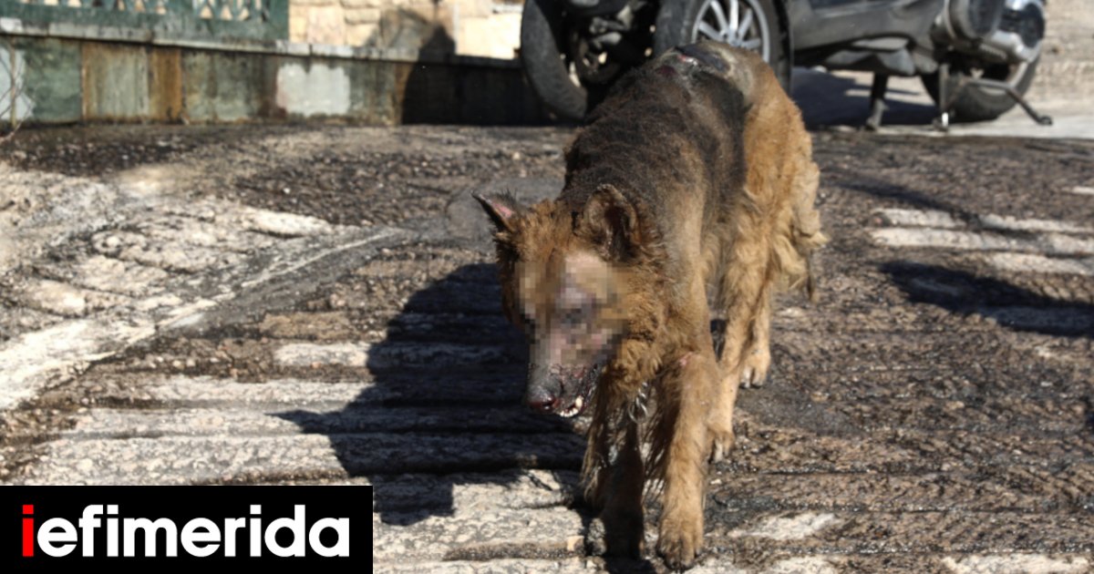 «Απο τις στάχτες, στη ζωή που του αξίζει»: Ο σκύλος με το καμένο ...