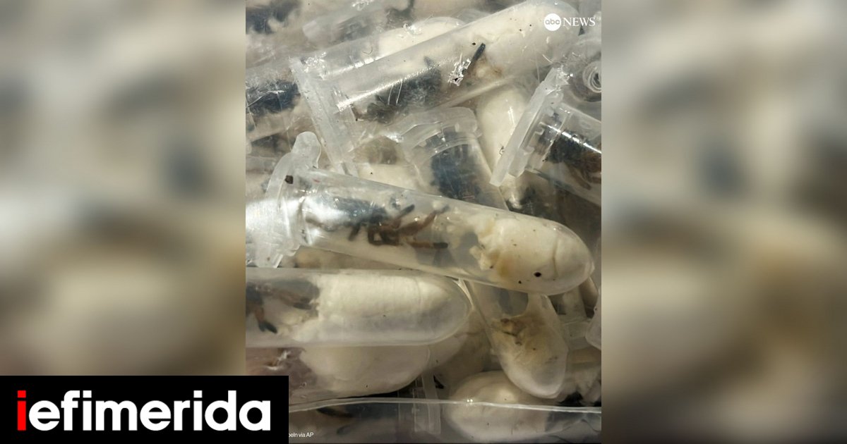 Ανακάλυψη-σοκ σε έλεγχο μέσα σε αεροδρόμιο: Αντί για κέικ σοκολάτας, βρήκαν 1.500… ταραντούλες ...