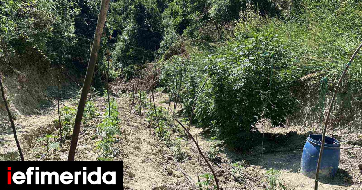 Ξυλόκαστρο: Εντοπίστηκε φυτεία κάνναβης με περισσότερα από 2.000 δενδρύλλια ύψους 2,5 μ ...